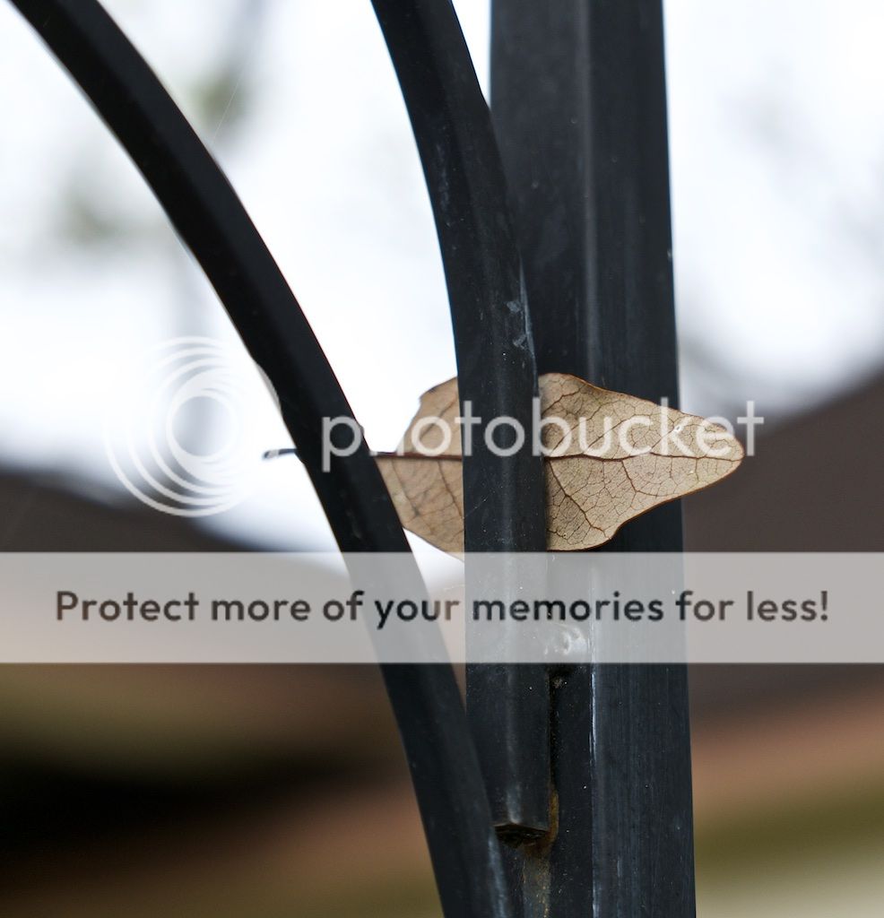 Melancholy Leaf - PentaxForums.com